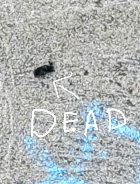 I Asked Chatgpt To Identify A Bunch Of Bugs And Was Not Disappointed With The Results Rchatgpt