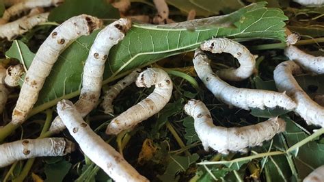 Live Silkworms Inzect® Direct New Zealand