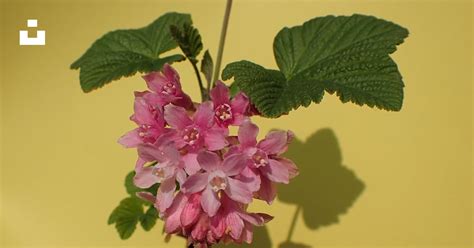 녹색 잎이있는 분홍색 꽃이 노란 벽에 그림자를 드리 웁니다 사진 Unsplash의 무료 꽃 이미지