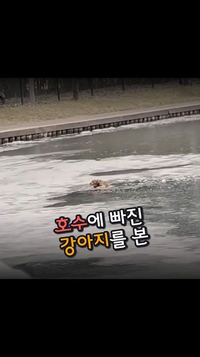 강아지에게 내일을 볼수있게 해준사람들 Youtube