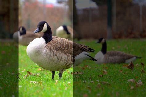 Avid Media Composer Performance And Troubleshooting Guide Elements Media Storage