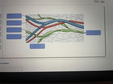 Lymphatic Capillaries Labeling Diagram Quizlet