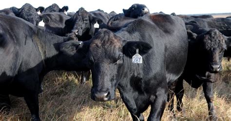 Look Out For Lumpy Jaw Other Facial Diseases