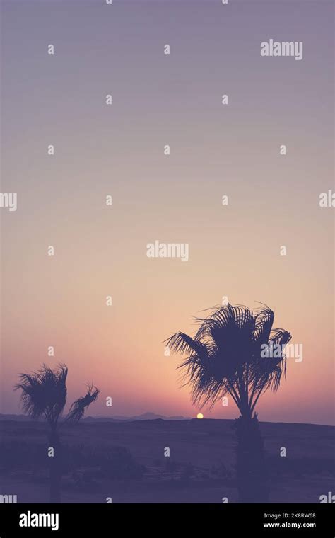 Silhouettes Of Palm Trees On A Desert At Sunset Color Toning Applied