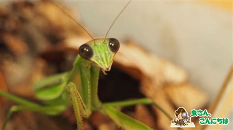 どうしてカマキリと目が合うの カマキリの複眼の構造と偽瞳孔について分かりやすく解説