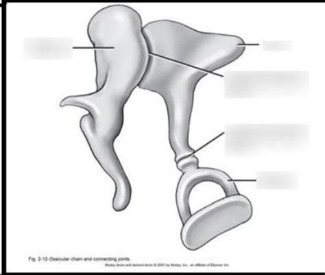 Ossicular Chain Diagram Quizlet