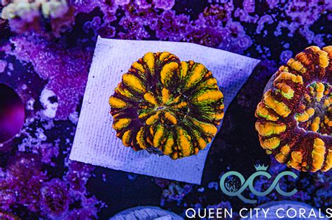 Ultra Pinwheel Button Scoly Wysiwyg Queen City Corals
