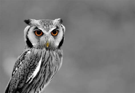Обои птица сова серая клюв перья глаза для рабочего стола раздел Животные