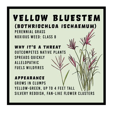 Yellow Bluestem Swvma