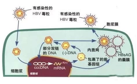 乙肝病毒受体图册 360百科