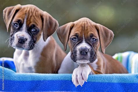 Blue Boxer Puppies