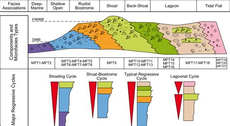 Facies Associations Microfacies Types And Their Distribution Across