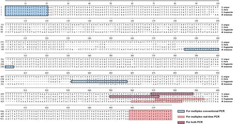 Development Of Multiplex Pcr Based Protocols For Simultaneous Caterpillar Diagnosis Of Three