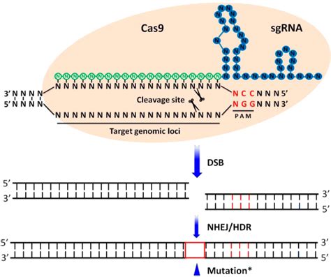 Schematic Illustration Of The Crispr Cas9 System Structure And