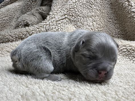 Blue Tricolor Fluffy Mini Sheepadoodle Puppy For Sale In Phoenix Az