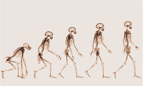 Bipedalism And Other Tales Of Evolutionary Oddities The Mit Press Reader