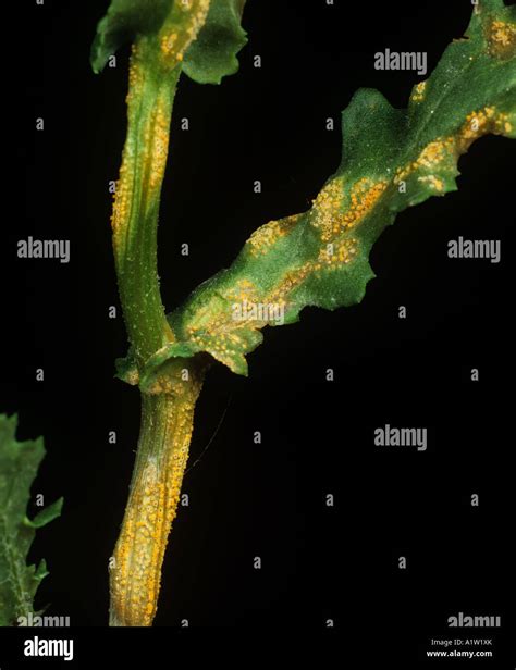 Stem Rust Fungus Hi Res Stock Photography And Images Alamy