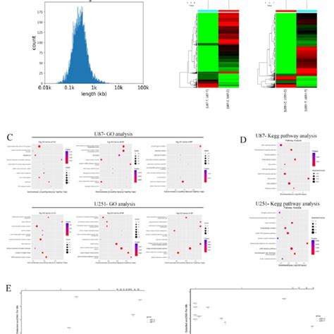 The Ecdna Expression Profile In U87 And U251 Cells After Treatment With Download Scientific