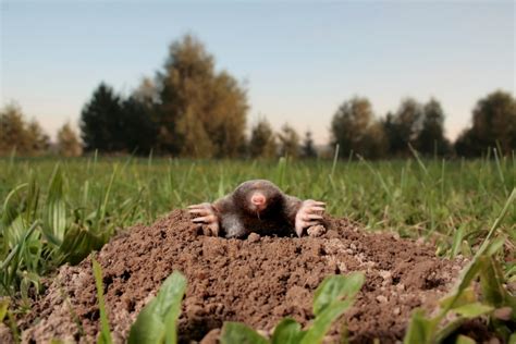 Mole People S Trust For Endangered Species