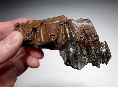 Giant Deer Megaloceros Fossil Partial Maxilla With Incredibly Colorful Teeth From A Prehistoric