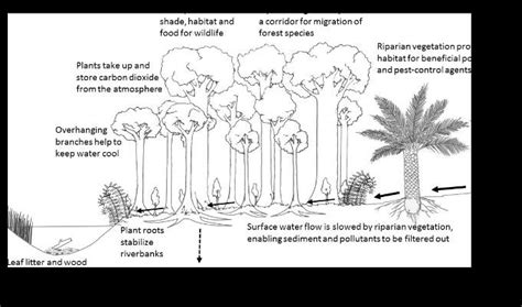 1 Key Environmental Benefits Of Maintaining Natural Riparian