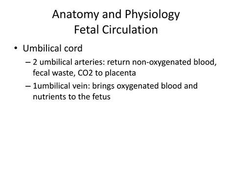 Solution Fetal Circulation 1 Studypool