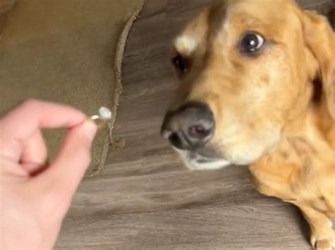 Чоловік показав своєму собаці обручку але він не очікував такої чіткої реакції