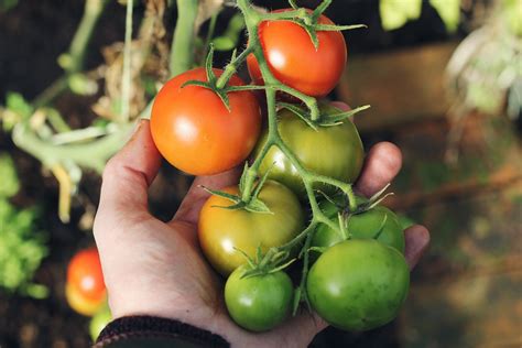 Tips Menanam Tomat Di Kebun Pekarangan Rumah Pt Tani Murni Indonesia