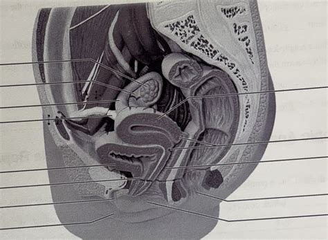 Female Reproductive System Diagram Diagram Quizlet