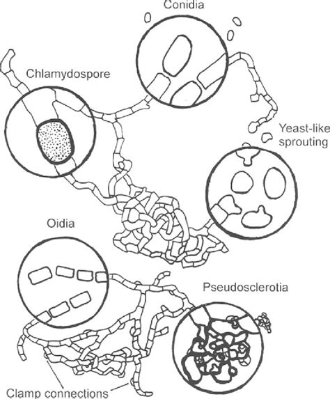 Differentiation And Asexual Reproduction Of Mycelium Chlamydospores