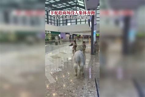 滑驼是你吗羊驼趁商场没人集体奔跑工作人员回应有专人跟着出来遛遛 回应 集体 专人