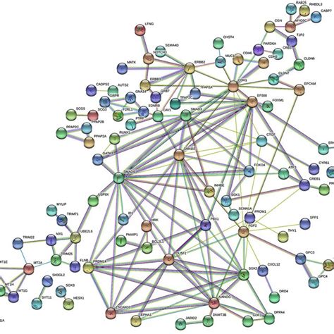 Constructed Interaction Network Of Down‐regulated Degs And Their Download Scientific Diagram