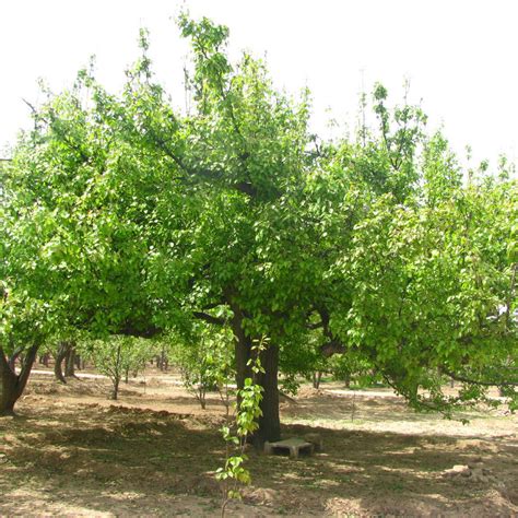 梨树木质白梨树木头能做啥梨木头第7页大山谷图库