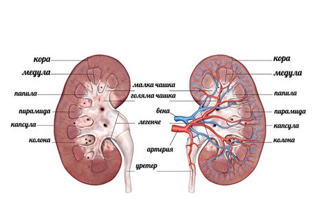 Отделителна система същност и функция For Life