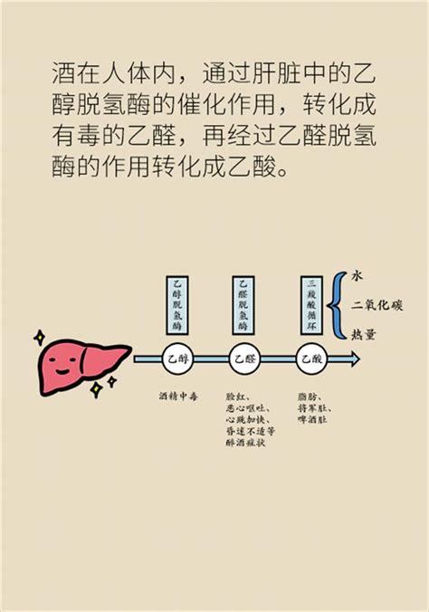 喝完酒后千万别服用这几类药 人群养生频道 东方养生