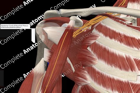 Posterior Cord Of Brachial Plexus Complete Anatomy