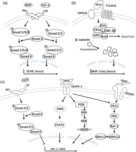 Typical Signaling Pathways Involving The Tendonbone Interface Healing Download Scientific