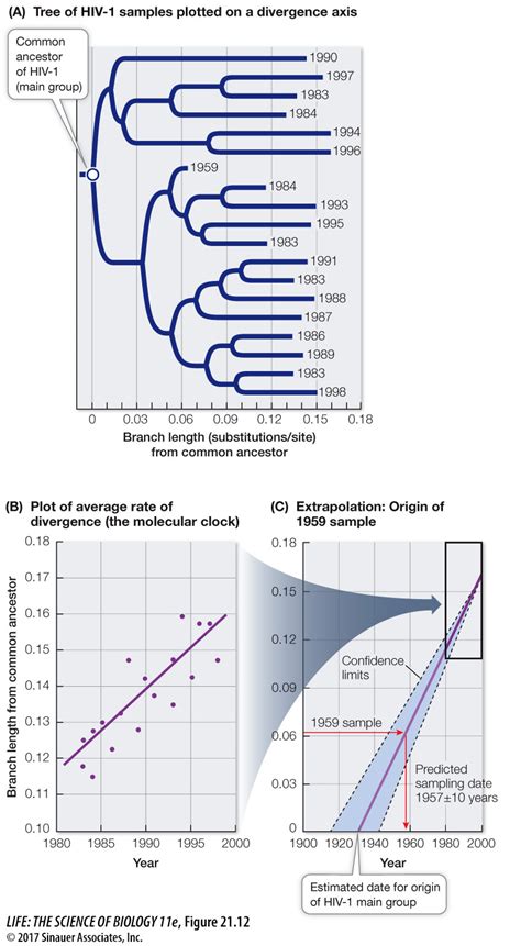 Molecular Clock Diagram Experiments With Serial Netevolve