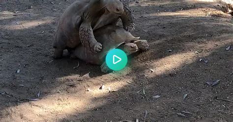 Turtle Sex Album On Imgur