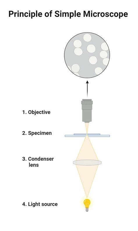 Simple Microscope Principle Parts Uses Examples Diagram