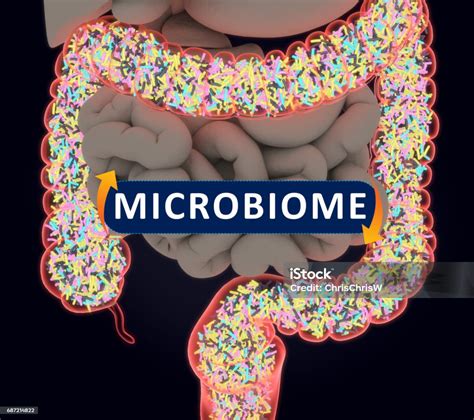 본질적인 박테리아 미생물입니다 대 장 개념 표현 안에 박테리아 3d 그림입니다 장내 세균총에 대한 스톡 사진 및 기타 이미지 장내 세균총 결장 남아프리카공화국