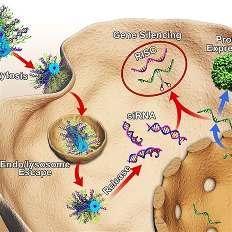 Mitochondrion Targeting Peptides And Peptidomimetics Based On Their