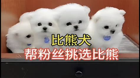 二牛，今天帮粉丝挑选比熊犬，在带粉丝看下狗狗多便宜 Youtube