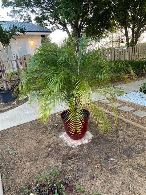 Nutrient Deficiency Palms In Pots Palmtalk