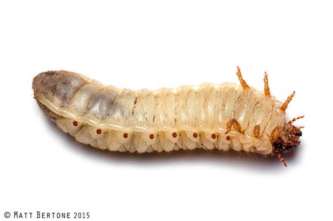 June Beetle Bite Western Green June Beetle Cotinis Mutabilis Bugguide Net