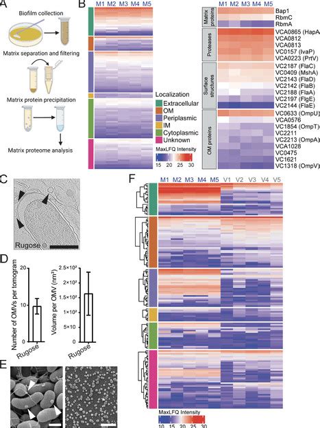 Outer Membrane Vesicles And The Outer Membrane