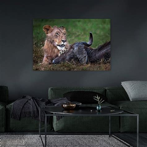 Roofdier En Prooi Bilder An De Wand