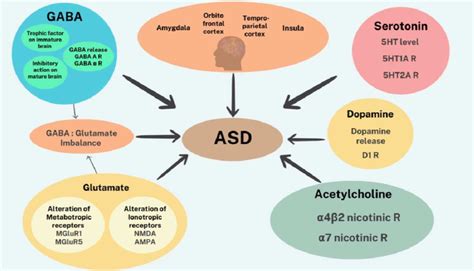 Schematic Diagram Depicting Neurobiological Substrates Of Asd In Download Scientific Diagram