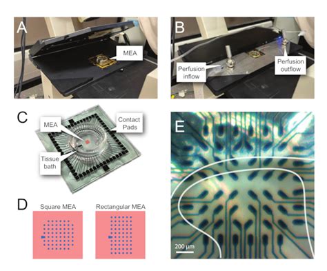 Microelectrode Array Based Assessment Of Neuronal Networks In Mouse Spinal Cord Slices