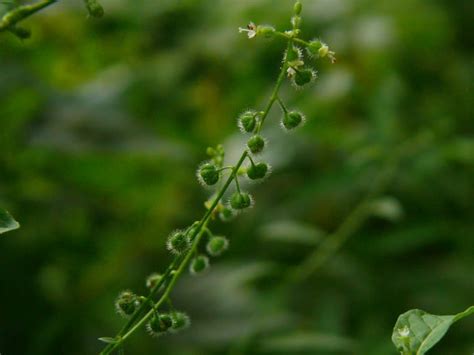 ミズタマソウ水玉草 HAYASHI NO KO